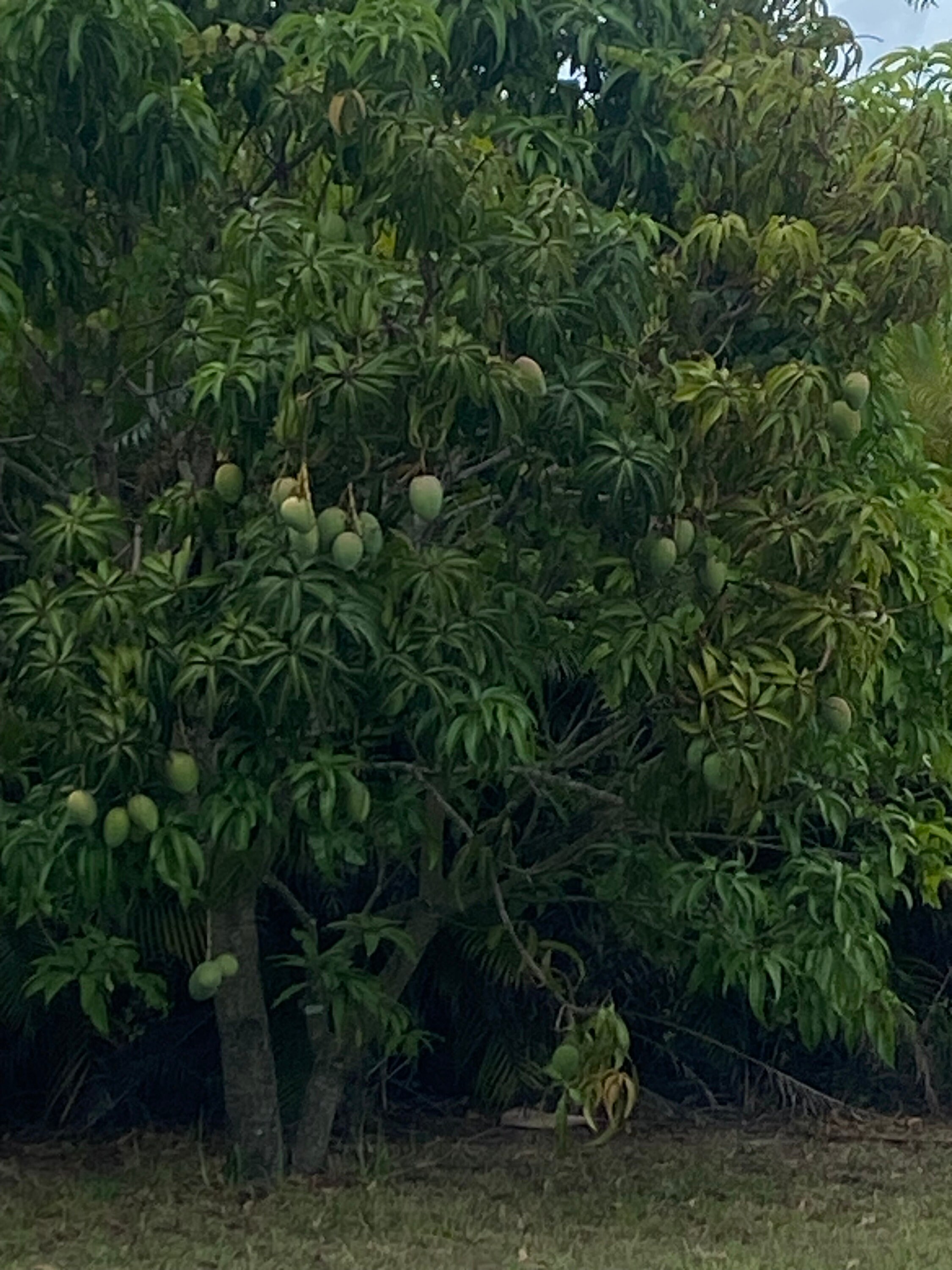 10lbs. of Freshly Harvested Mangos - Etsy