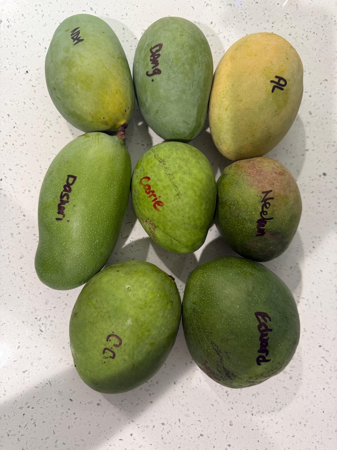 10lbs. of Freshly Harvested Mangos - Etsy