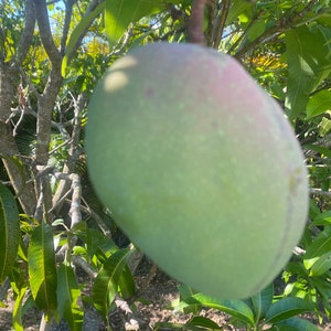 10lbs. of Freshly Harvested Mangos - Etsy