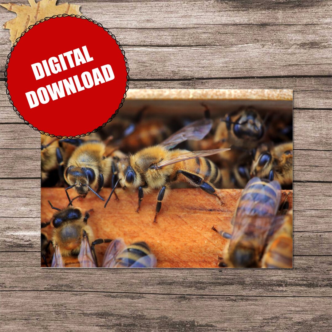 The Life and the Plight of the Honey Bee - Etsy