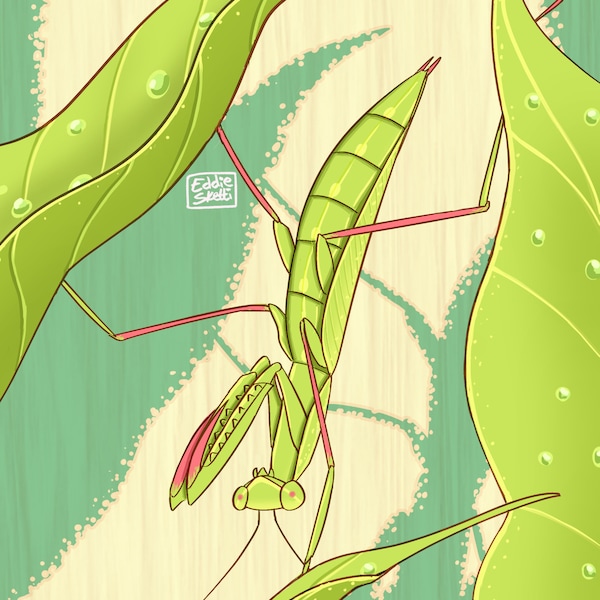 Praying Mantis Print - Etsy