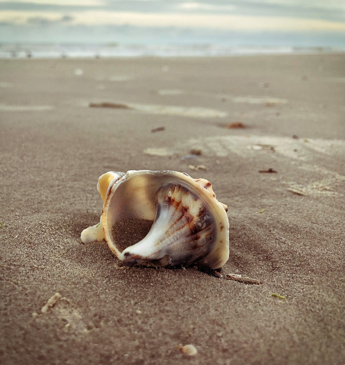 Seashell Shell Galveston Texas Beach Sand Water Ocean Gulf of Mexico ...