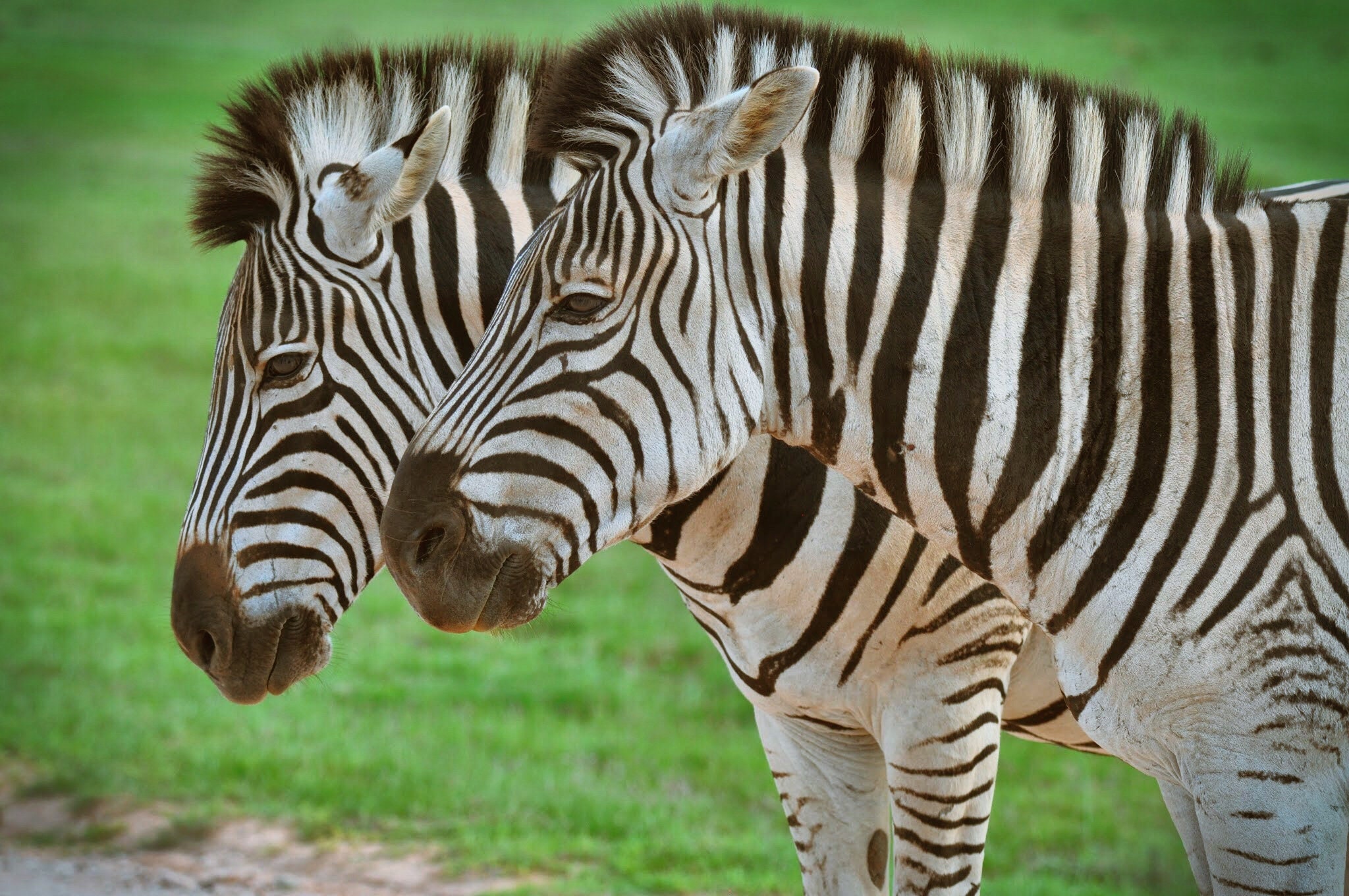 Cebra animal print Par de animales fotografía par de cebras fotografía ...