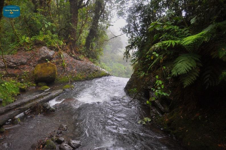 Costa Rica Print - Rainforest Print - Central America Gifts - Costa ...