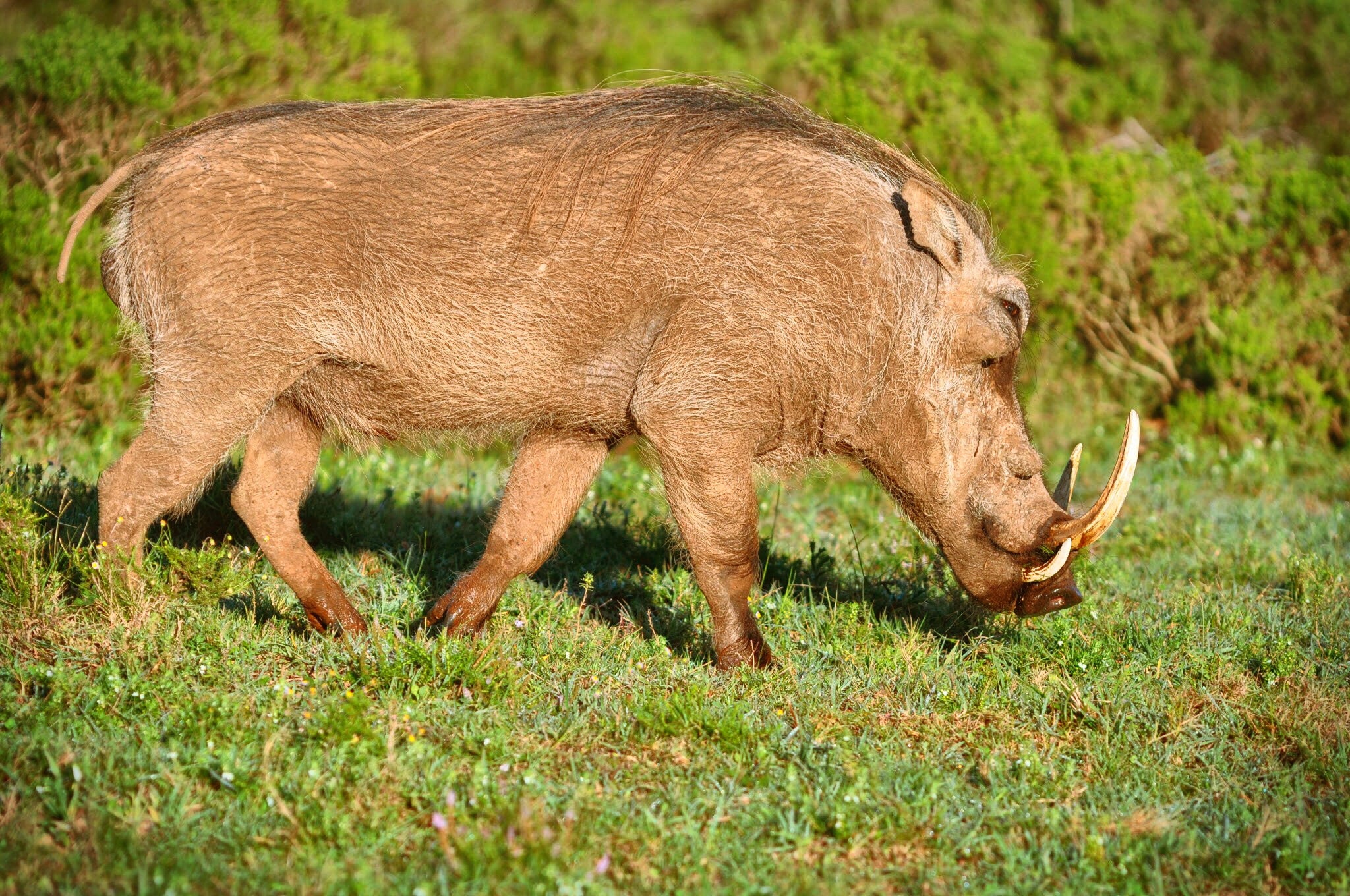 Razorback Boar Tusks