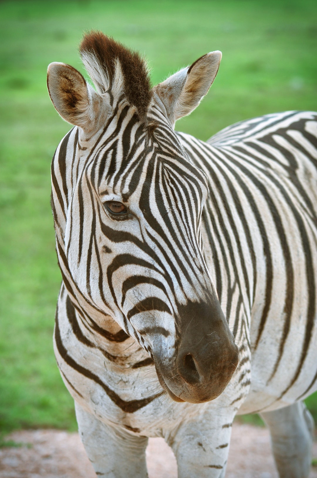 Zebra Print - Zebra Photo - African Art Canvas - Zebra Wall Art - Horse ...