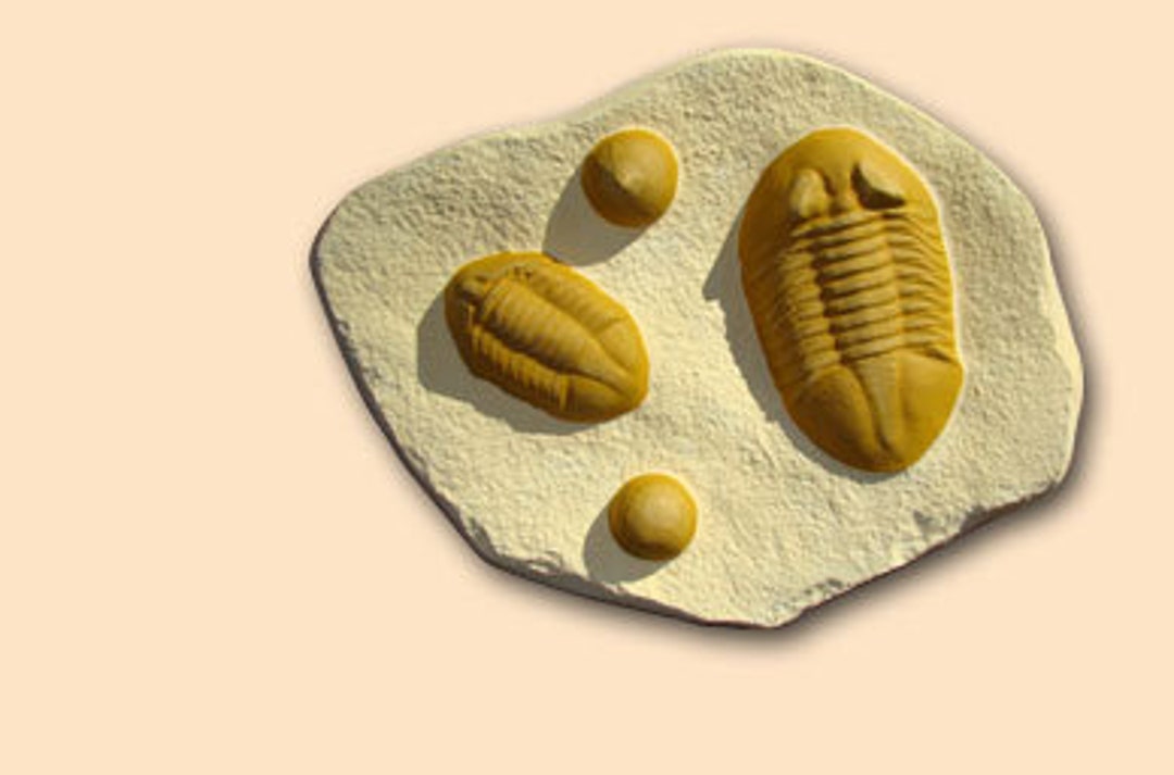 RUSSIAN TRILOBITES Family Asaphidae Real Dinosaur Fossil Kit - Etsy