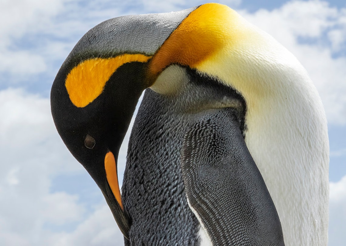King Penguin Preening Photo Digital Download - Etsy