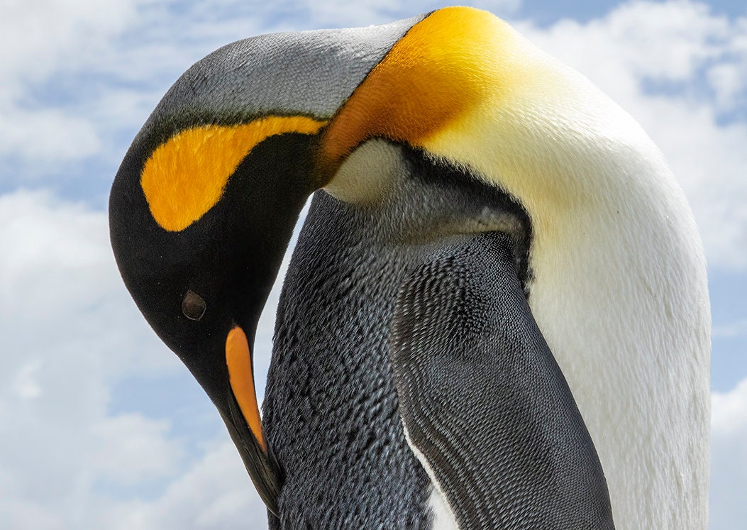 King Penguin Preening Photo Digital Download - Etsy