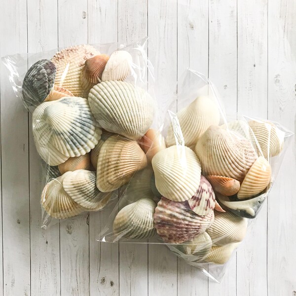 Seashell Bulk - Etsy