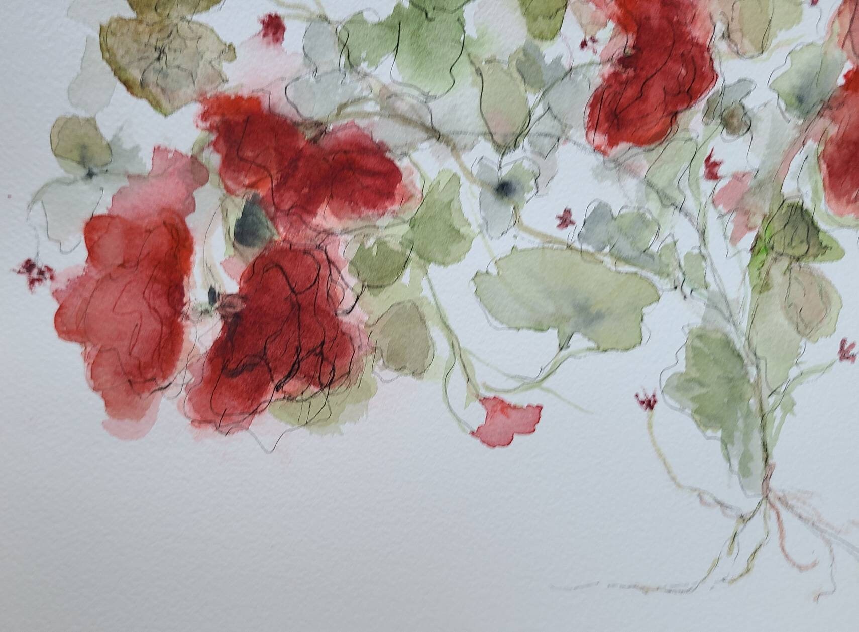 Dark Red Geraniums Watercolor and Ink/ Signed Original Painting ...
