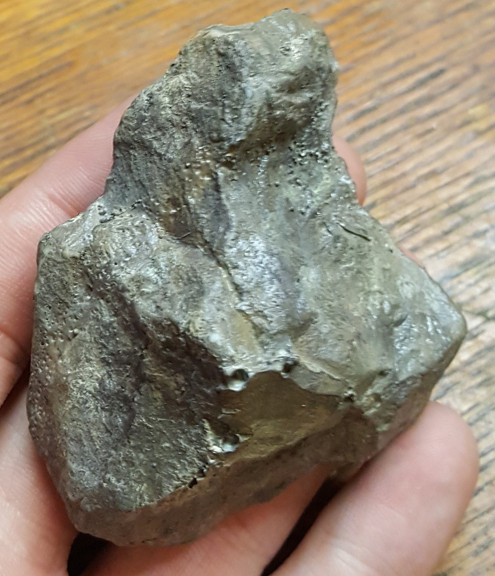 Fossilized Faerie fairy Fossil Partial Specimen Curio - Etsy