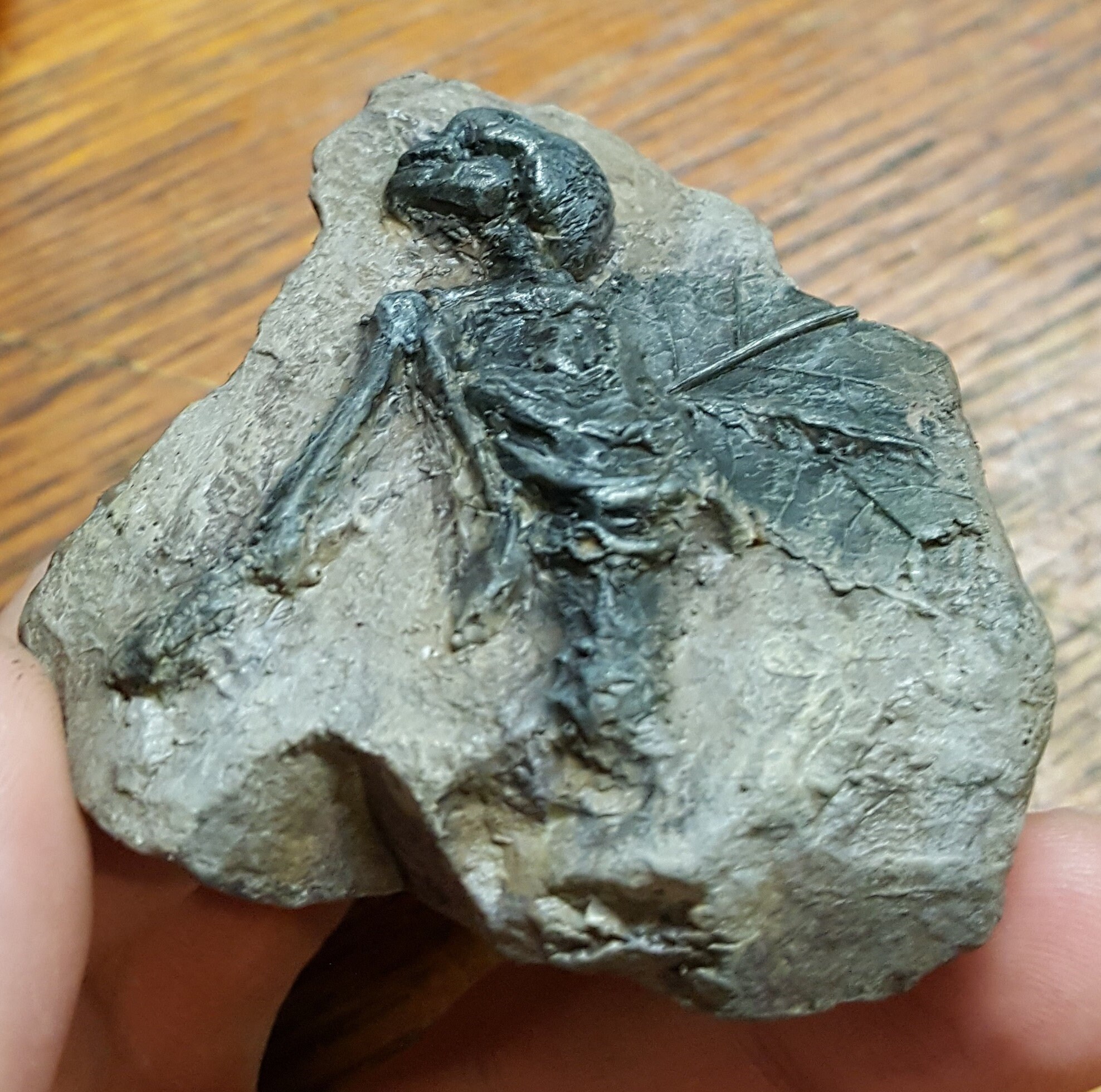 Fossilized Faerie fairy Fossil Partial Specimen Curio - Etsy