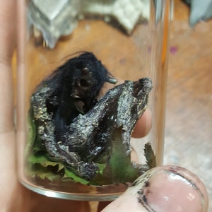 Mummified Faerie Specimen ( Fairy Skeleton Dead Fairy ) Curio Cabinet ...