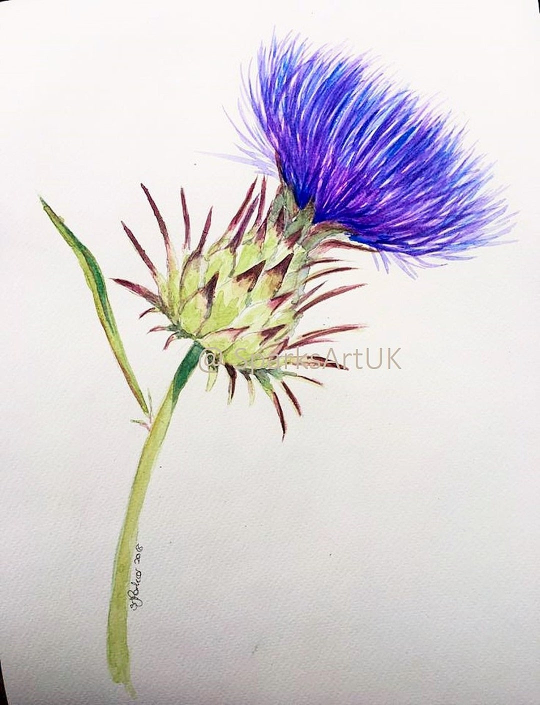 Flower of Scotland Thistle print of Original Watercolour Painting - Etsy