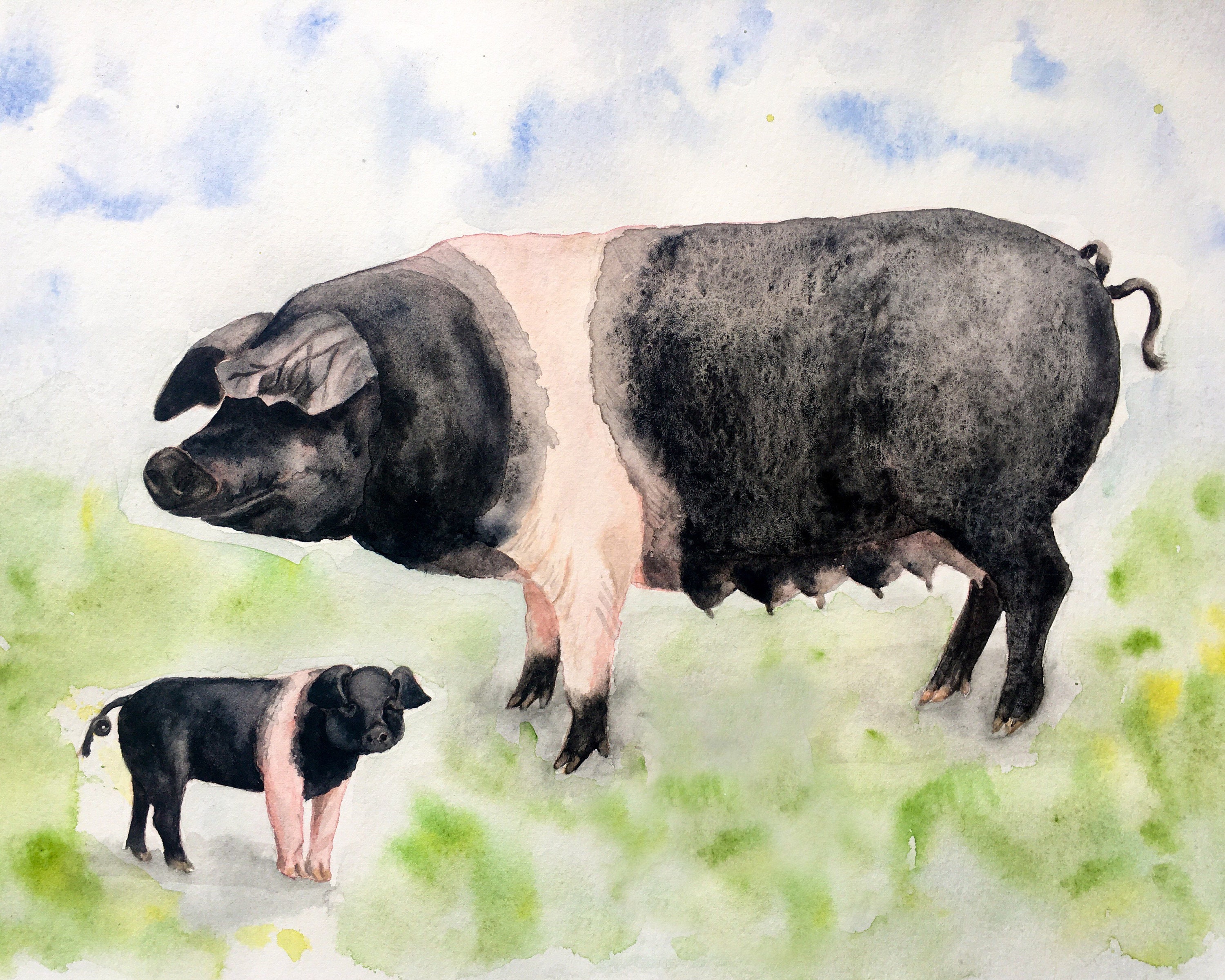 Saddleback Pig and Piglet - Gorgeous Giclee Fine Art Print of Original ...