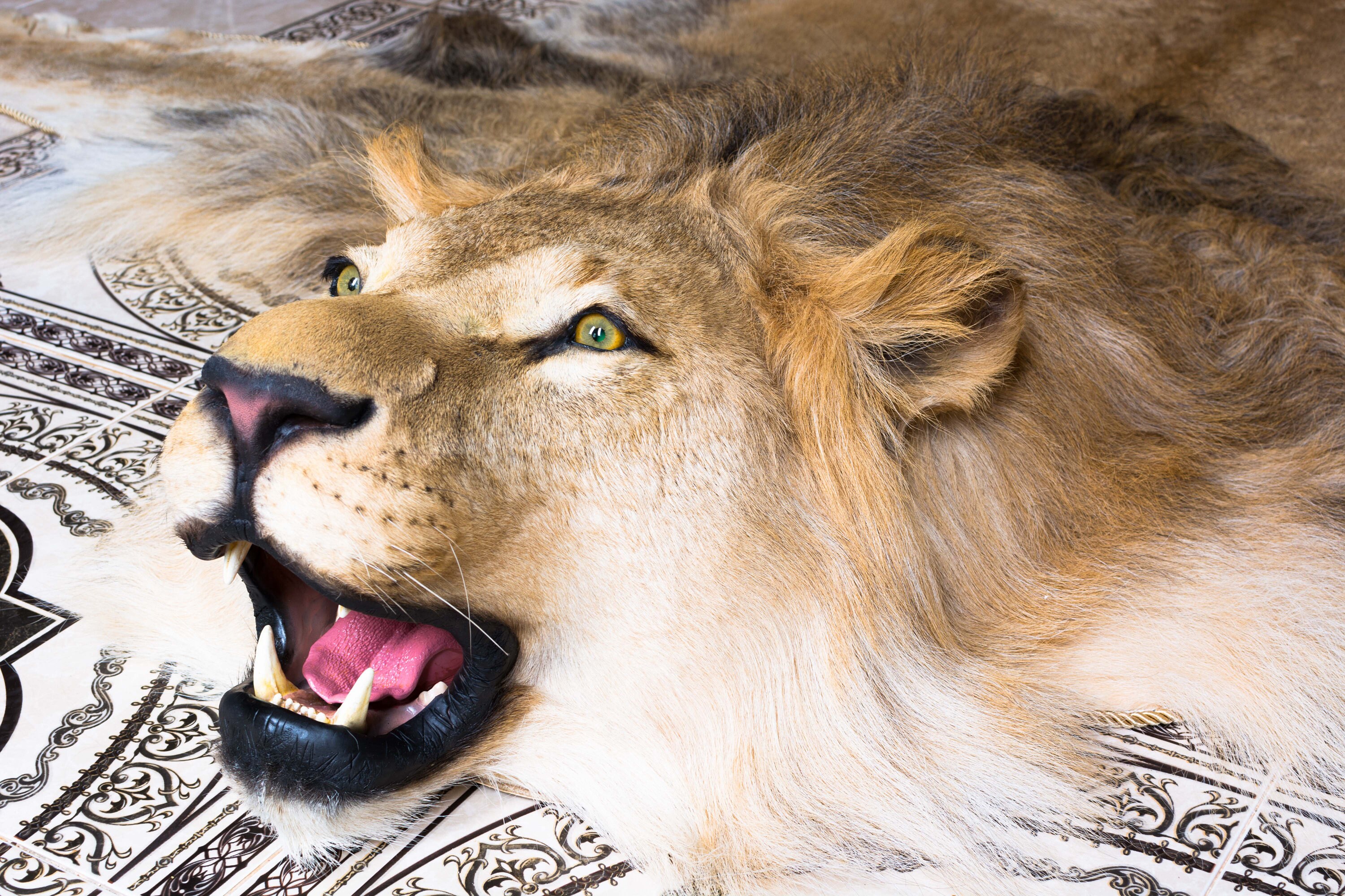 Taxidermy Lion rug Hide Stuffed animal Mammals Panthera leo | Etsy