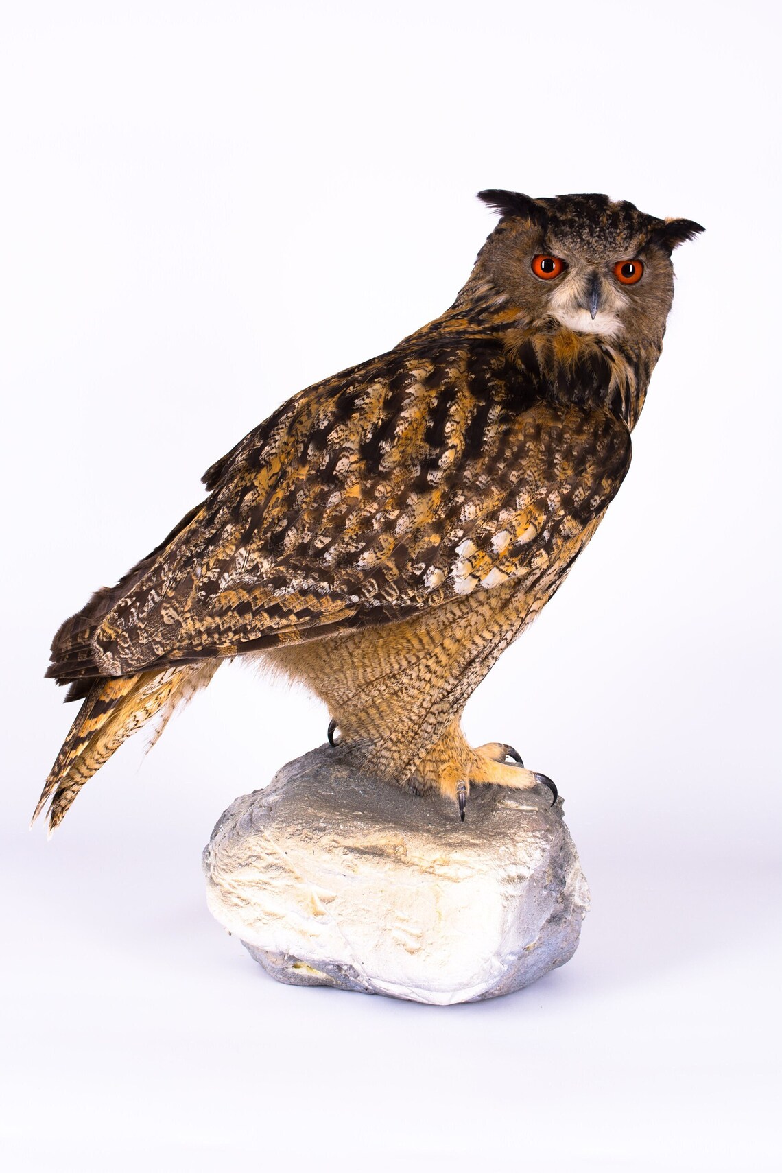 Taxidermy Eagle-owl Bird Real Stuffed animal mount Bubo bubo | Etsy