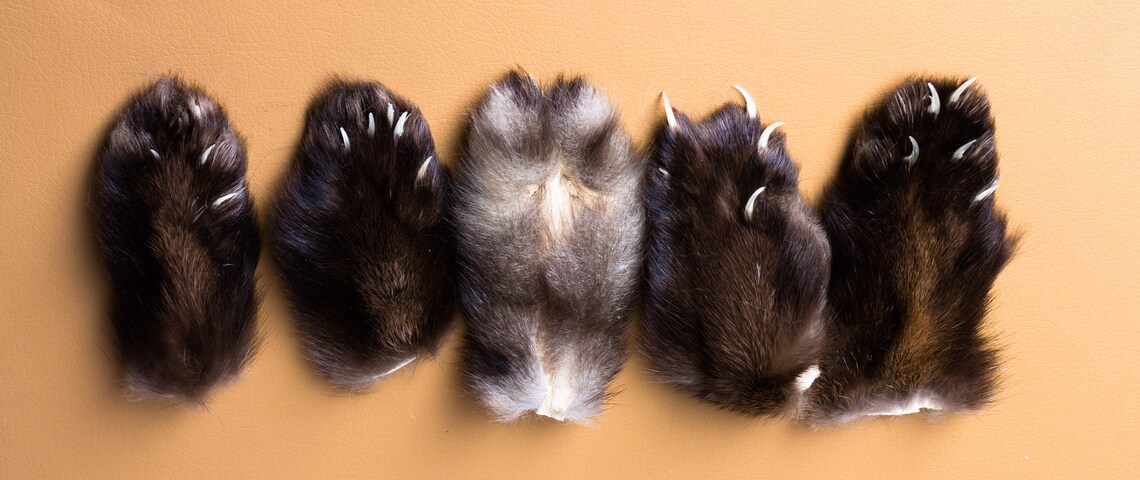Taxidermy Sable Claws and Paws mammal animal Martes zibellina | Etsy