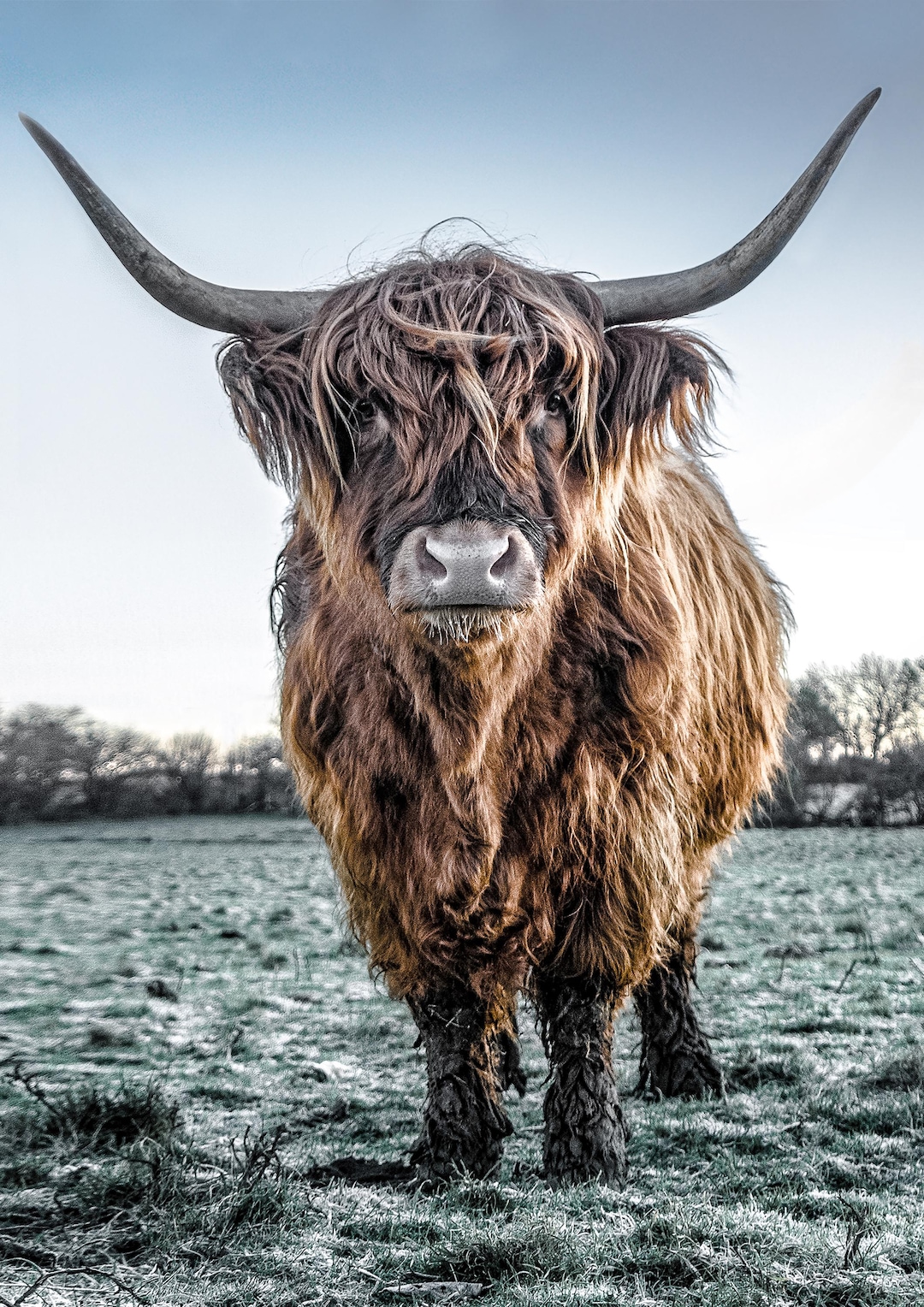 Portrait Photograph of a Majestic Highland Cow From Colready Farm Near ...