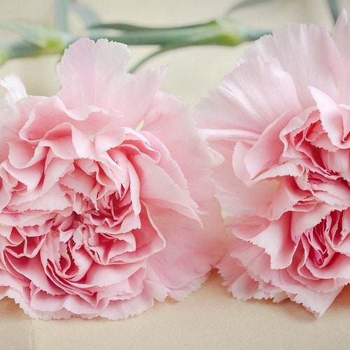 New Charming Pink Carnation SEEDS Dianthus Chabaud La France - Etsy