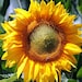 New DWARF Sunflowers SEEDS Sunspot Compact Sunflower Cottage Garden ...