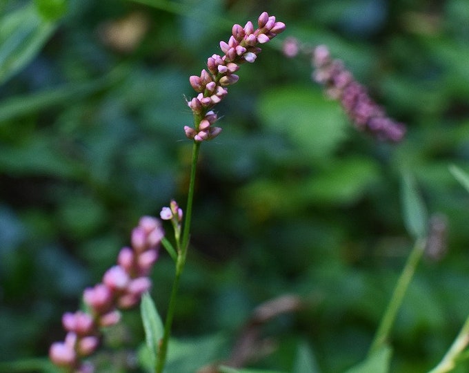 NEW Pink Polygonum Orientale SEEDS -- Flowers, Wildflowers, Cottage ...