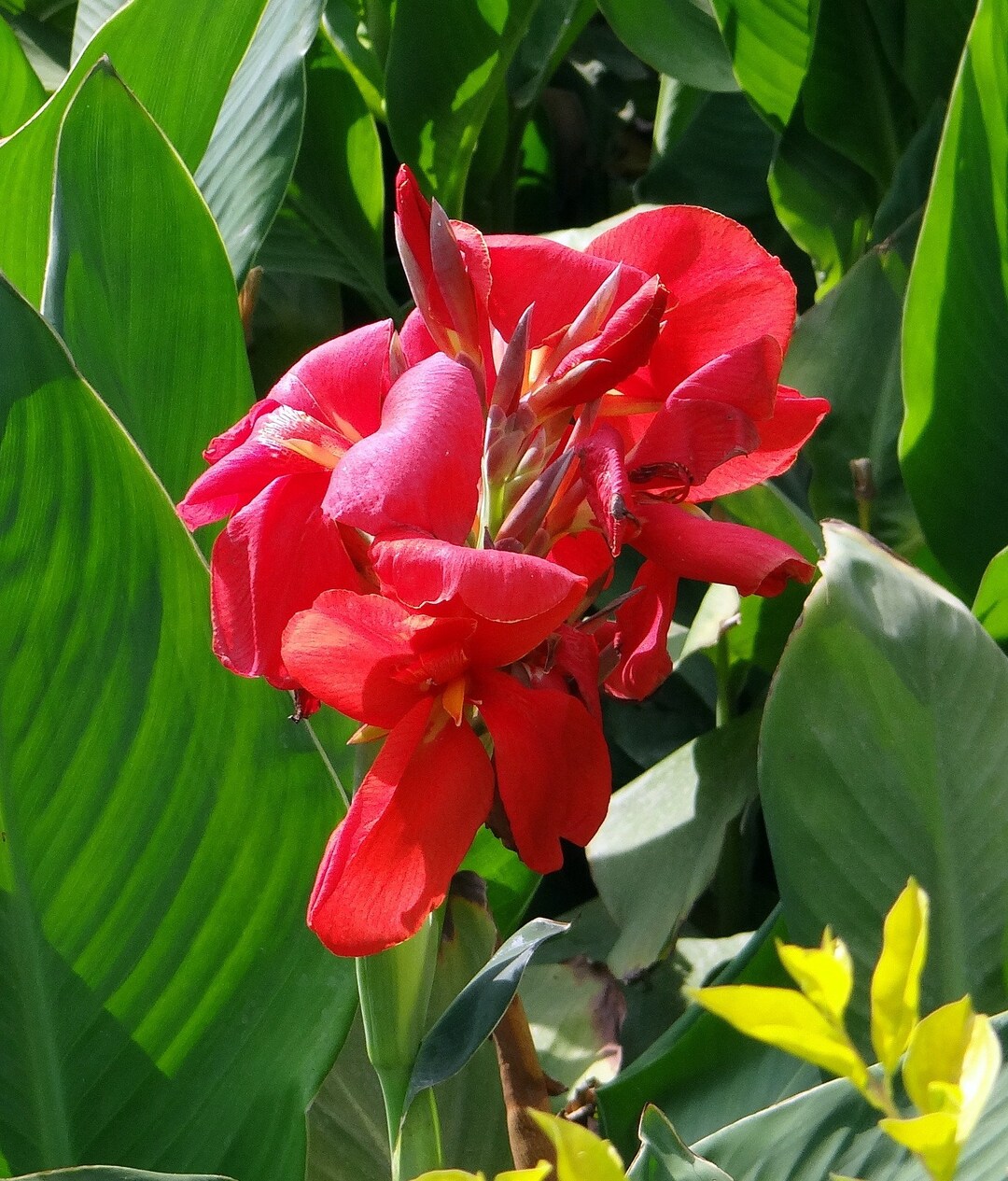 Very Red Canna SEEDS "red Candy Apple" (dwarf) for Your Own Tropic ...