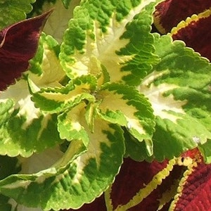 Charming Coleus SEEDS Jade Green and Ivory -- Houseplant Shade Garden ...