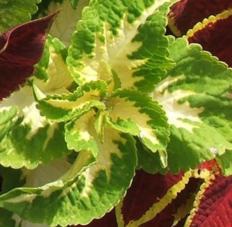Charming Coleus SEEDS Jade Green and Ivory Houseplant Shade - Etsy