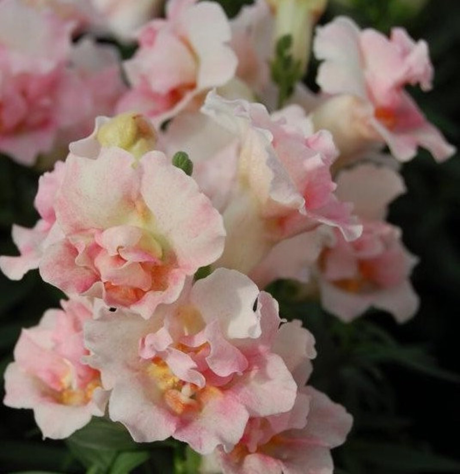 Beautiful Appleblossom Dwarf Snapdragon Pink and White Blooms | Etsy