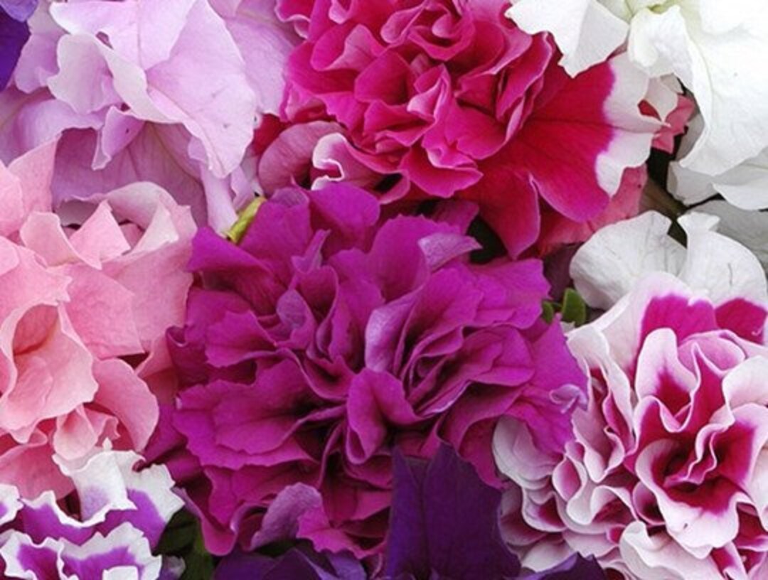 Petunia Gorgeous Cottage Garden Style DOUBLE Petunia Hybrid Color Mix ...