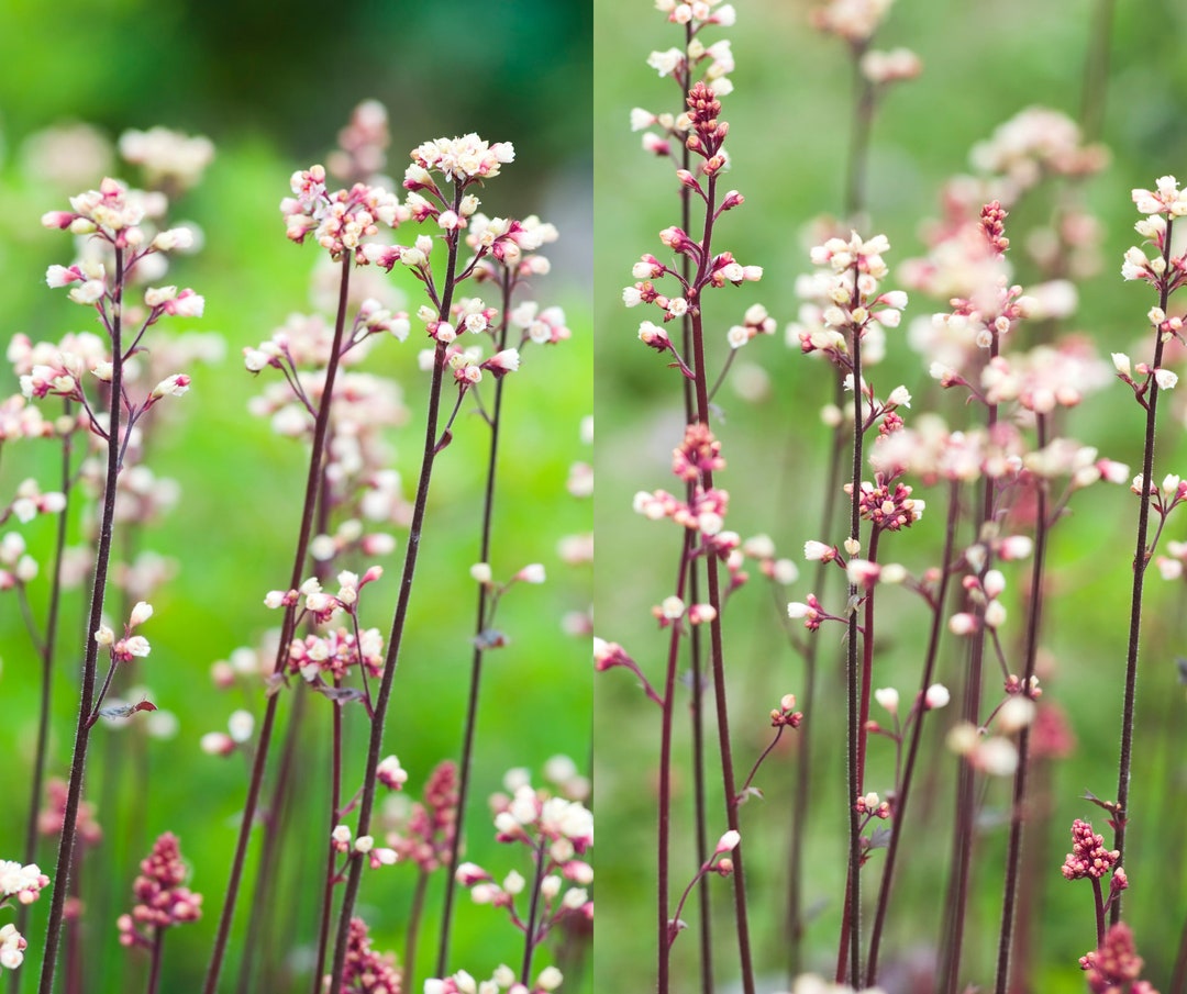 Whimsical Blushing Pink Heuchera - Coral Bells - Pulchella Fairy Dust ...