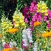 New TALL Snapdragon Mixed Colors SEEDS Cottage Garden - Etsy