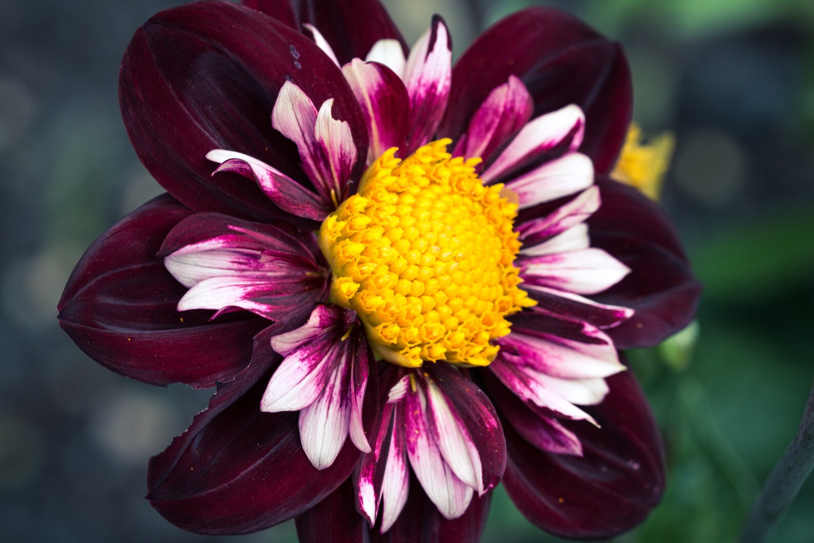 Dahlia Mix Seeds! "candy Dandy" Collarette -- Dwarf Plants Double ...