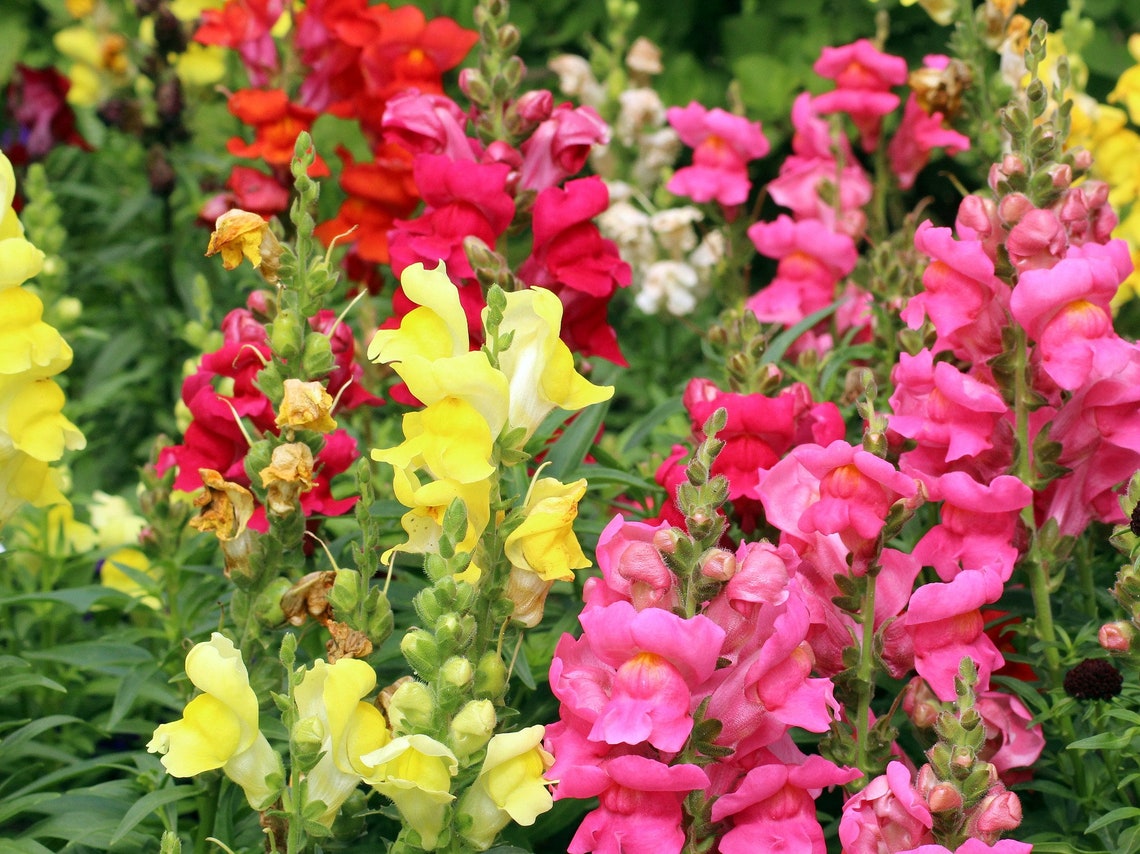 New TALL Snapdragon Mixed Colors SEEDS Cottage Garden | Etsy