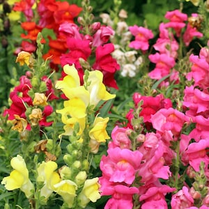 New TALL Snapdragon Mixed Colors SEEDS -- Cottage Garden Heirloom Seed ...