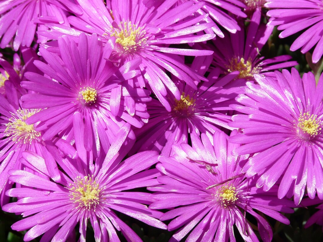 Ice Plant electric Pink Seeds Delosperma Cooperi Table Mountain Fast ...