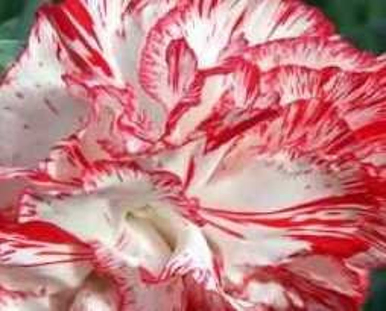 Carnation Seeds peppermint White Blooms Fringed - Etsy
