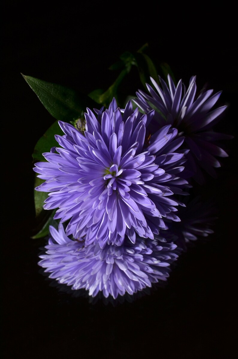 Charming DWARF Aster China Blue-purple SEEDS Milady - Etsy