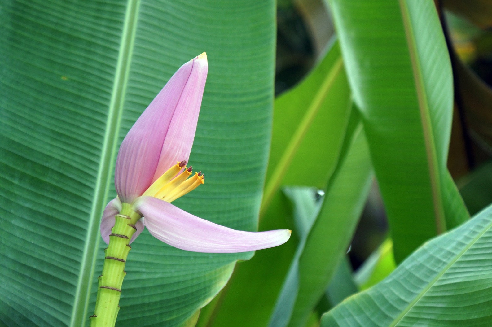 Dwarf PINK Bananas Plant Seeds -- S E E D S -- Ornamental Banana ...