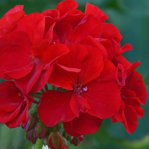 Geranium SEEDS "scarlet Red" -- Fast Free US Shipping (10 Seeds ...