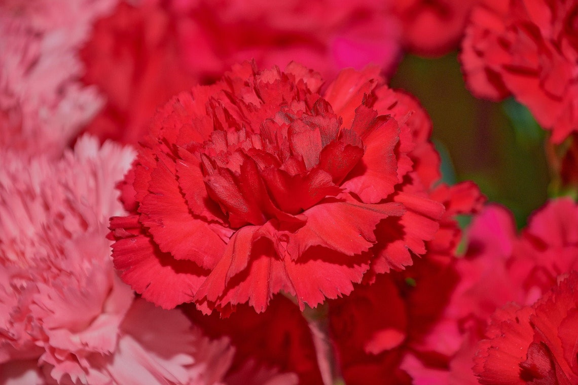 Scarlet Red Carnation Seeds Dianthus Caryophyllus Fast - Etsy