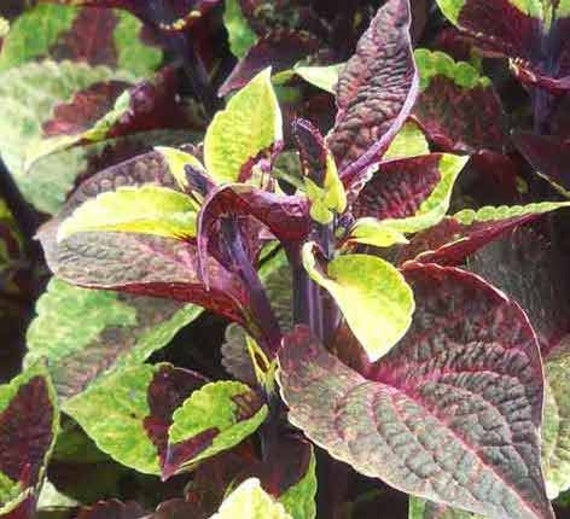 New Coleus Seeds Rich Burgundy Chartreuse & Green Very - Etsy