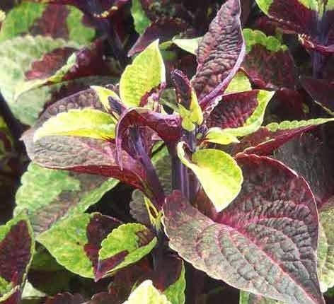 New Coleus Seeds Rich Burgundy Chartreuse & Green Very - Etsy