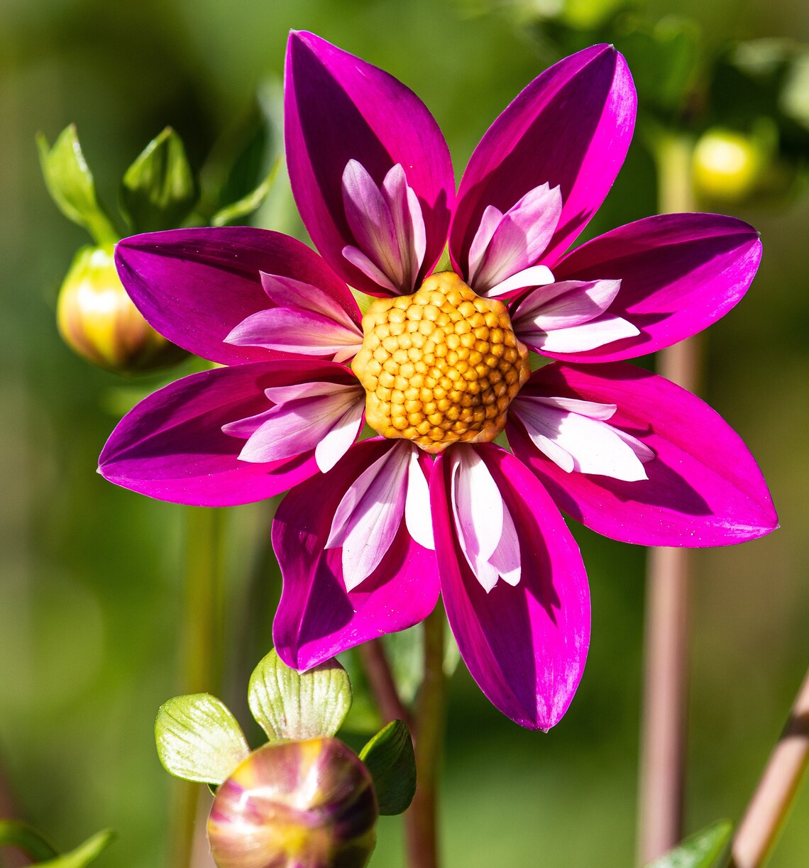 Dahlia Mix Seeds! "candy Dandy" Collarette -- Dwarf Plants Double ...