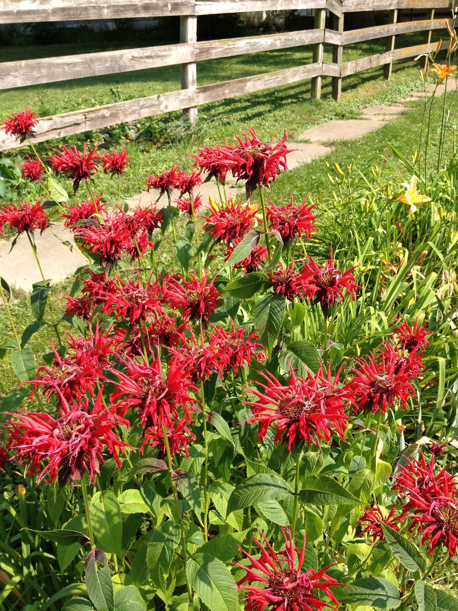 NEW Beebalm Bee Balm Color RED / Scarlet SEEDS Heirloom - Etsy