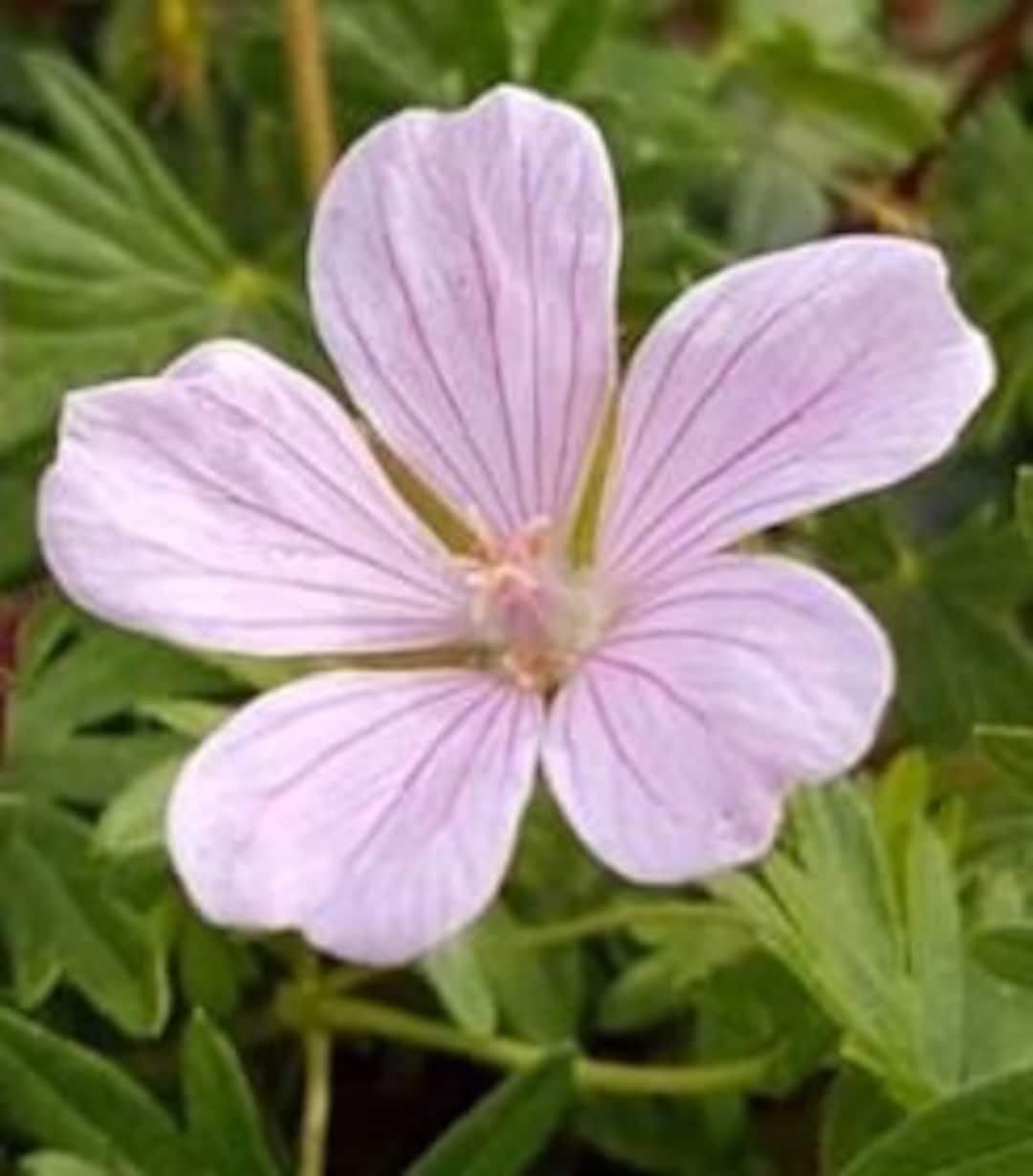 Light Blush Pink Geranium Sanguineum SEEDS Fast FREE Shipping US ...