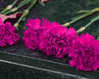 100 Le France Pink French Carnation Seeds - Etsy