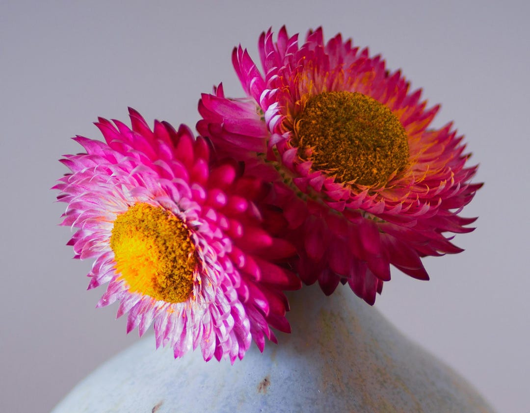 Color Mix Strawflowers Double Blooms Beautiful Color Range -- 40 SEEDS ...